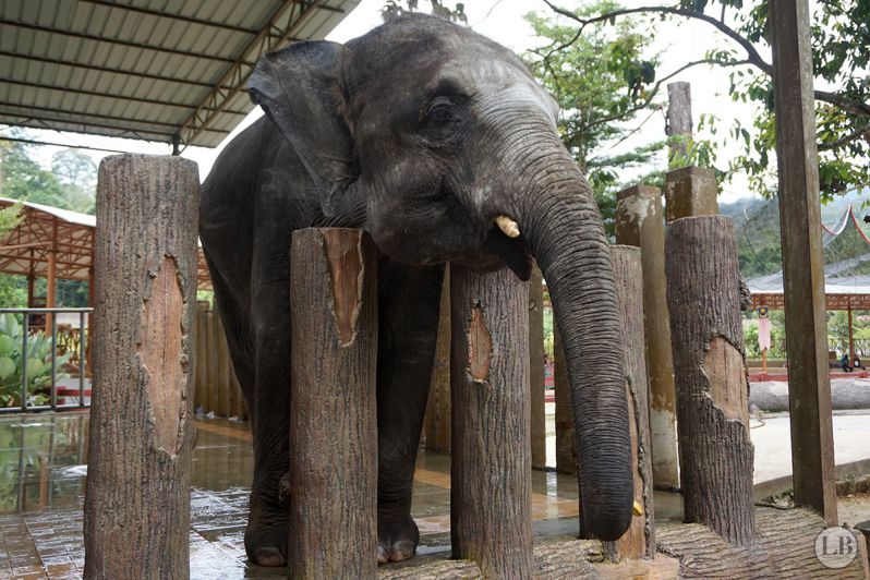 Moments with Asian Elephants at Kuala Gandah Sanctuary - National ...